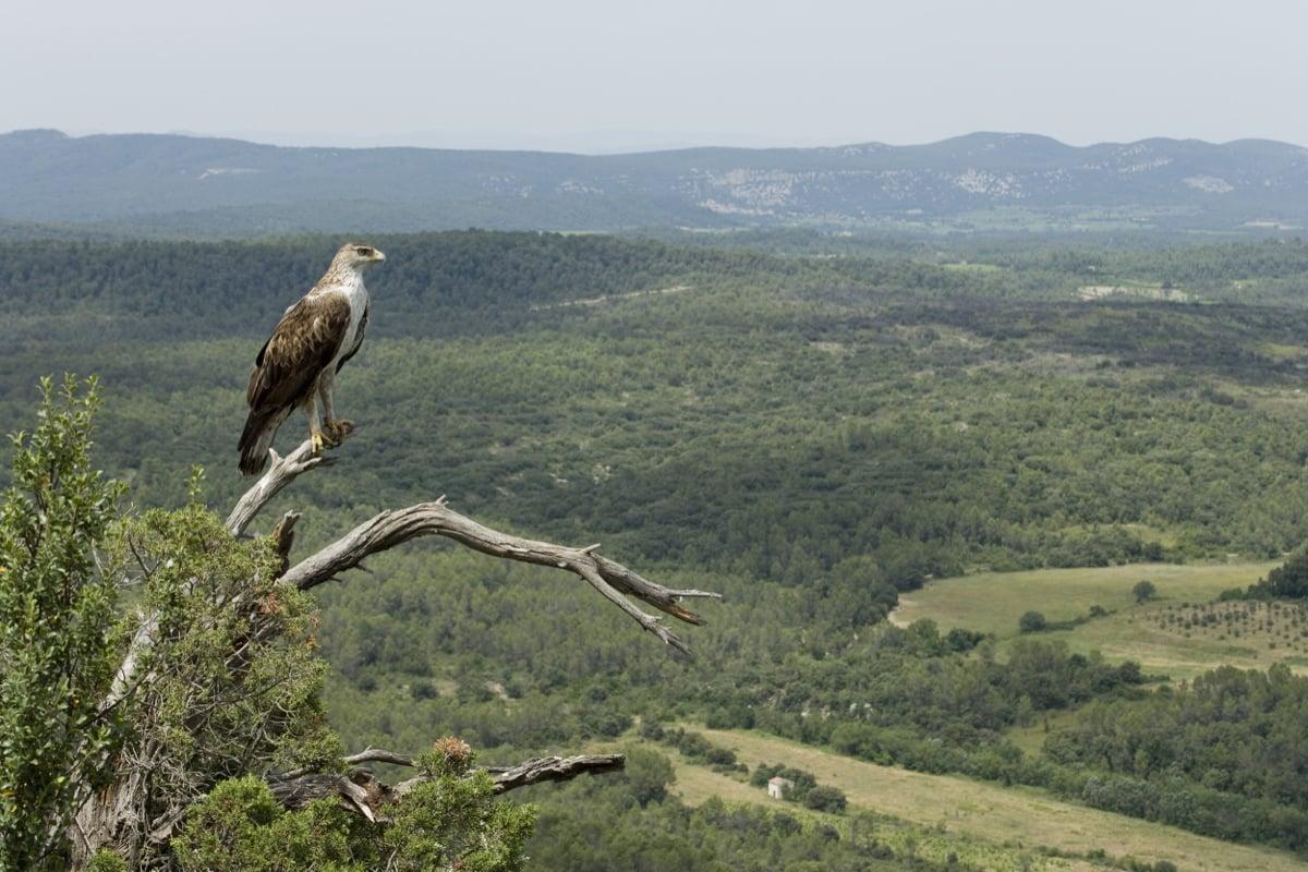 Les Aigles de Bonelli | Département des Bouches-du-Rhône